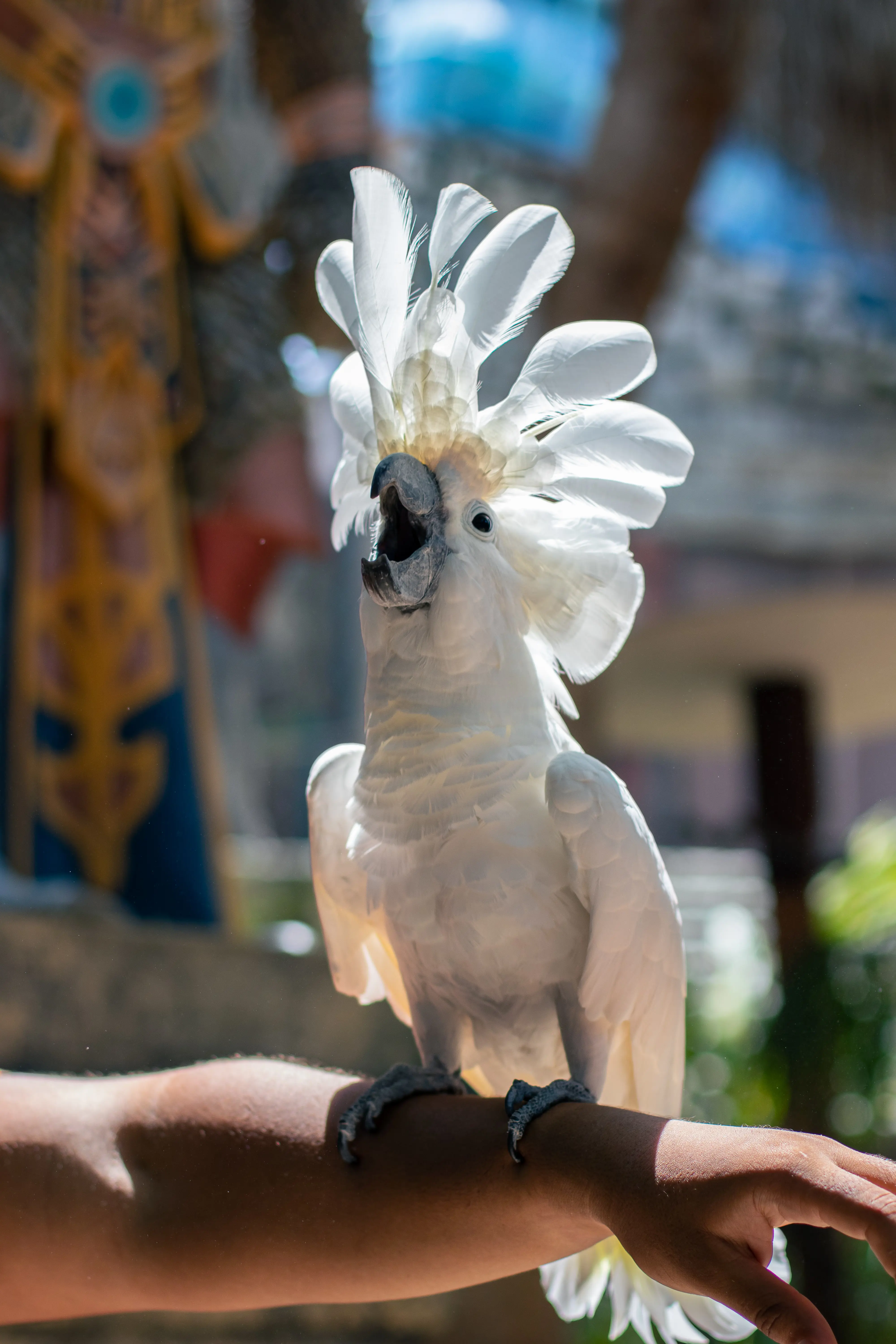 Cupón Amazonia Curacao | My Curaçao Guide - My Curacao Guide