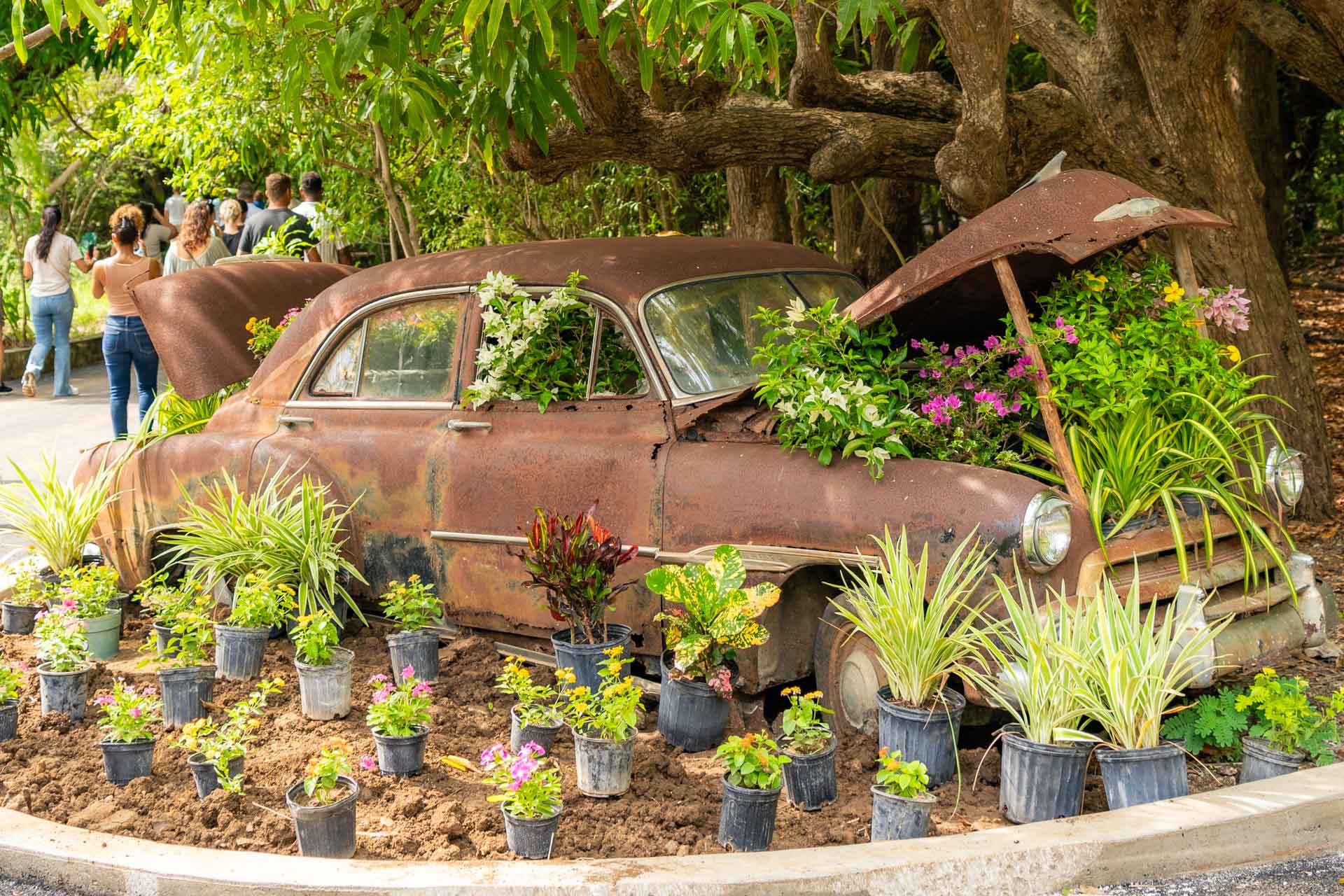 Hofi Mango - My Curacao Guide