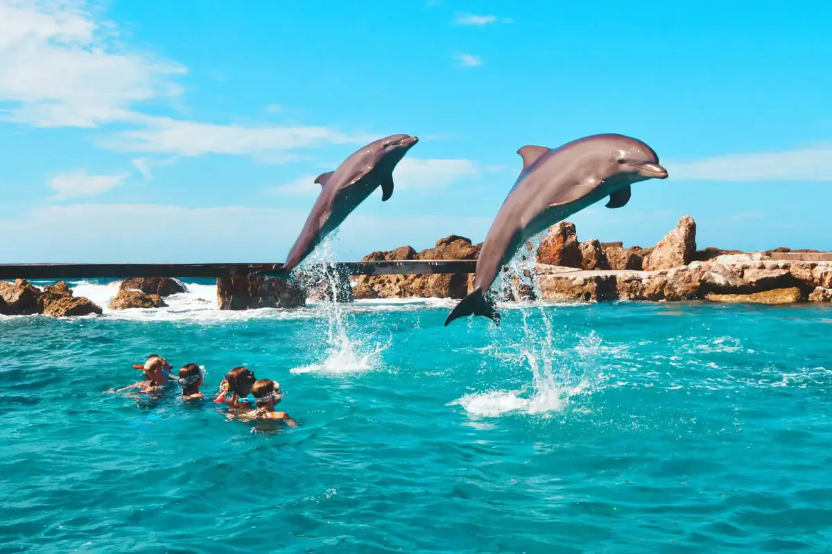 The Best Dolphin Activities Curacao - My Curacao Guide