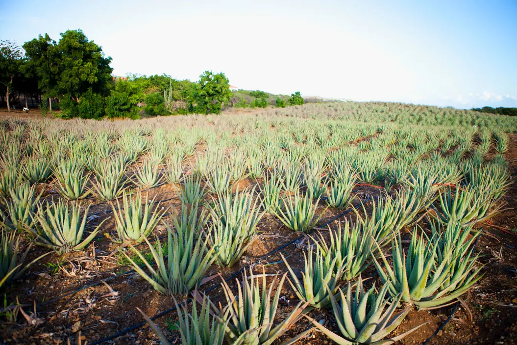 Boek met vertrouwen de Curaloe Aloe Vera Farm Tour op Curacao