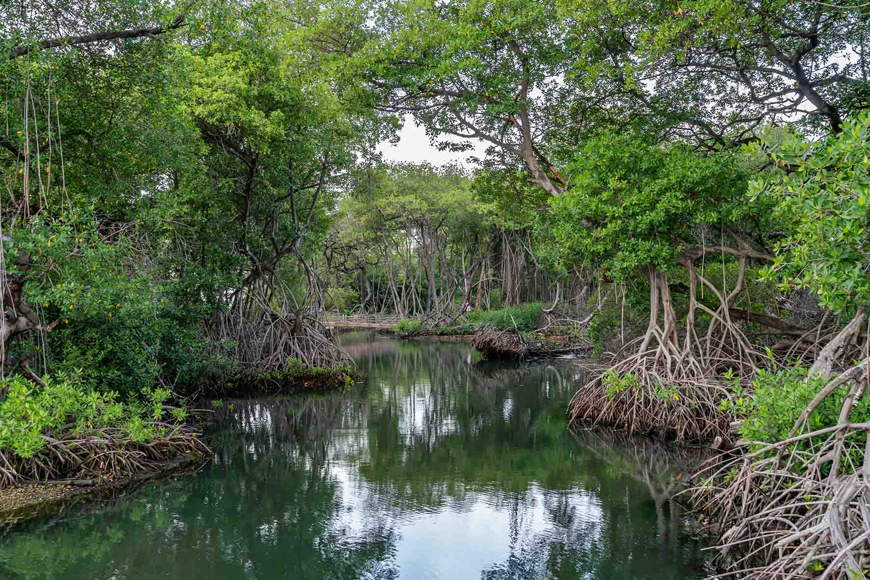 Rif Mangrove Park - My Curacao Guide