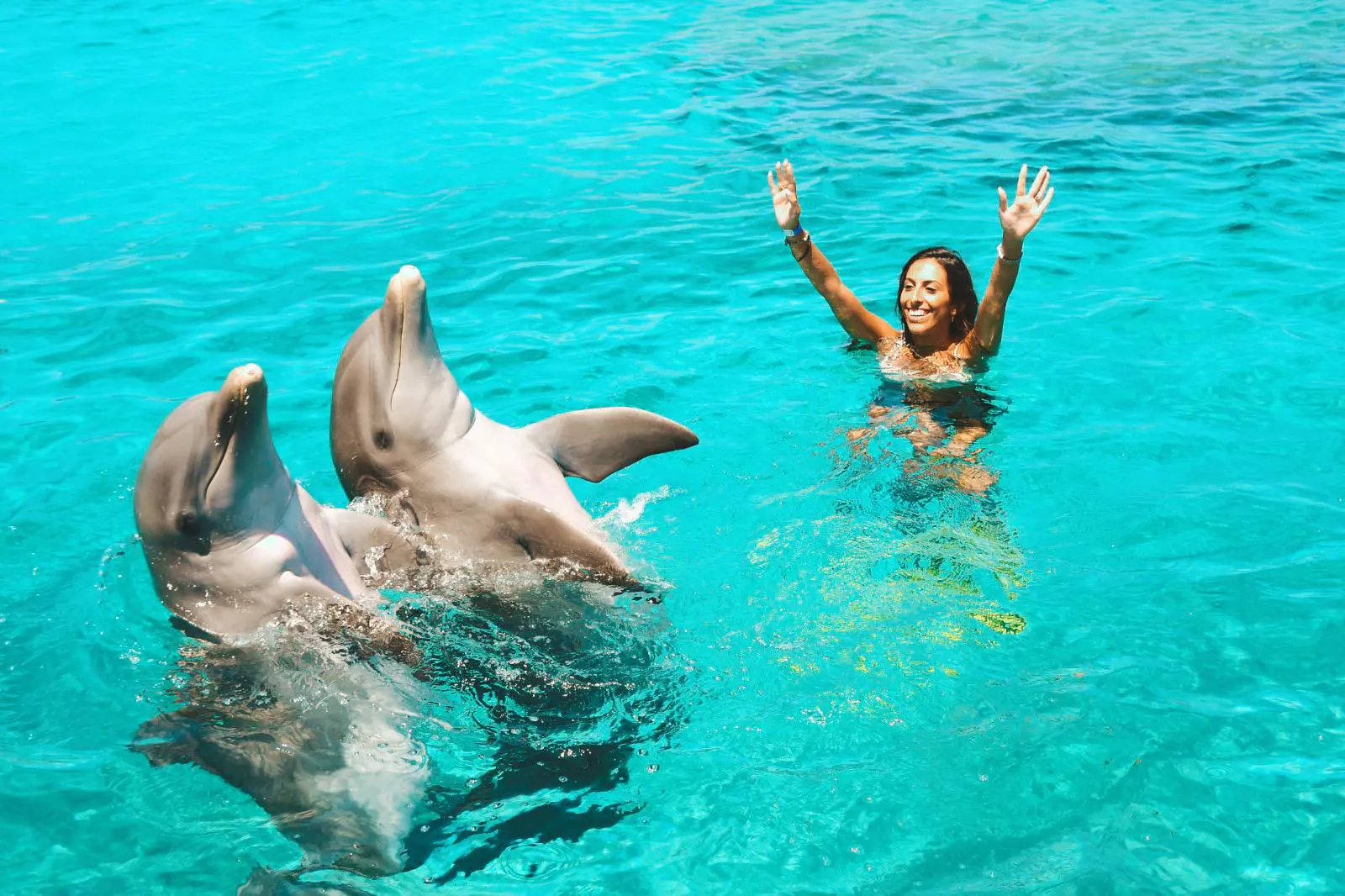 Dolphin Experiences | My Curacao Guide