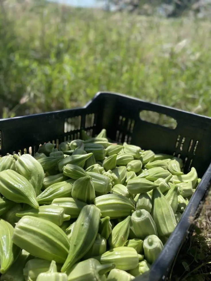 BAN HÒFI BÈK - My Curacao Guide