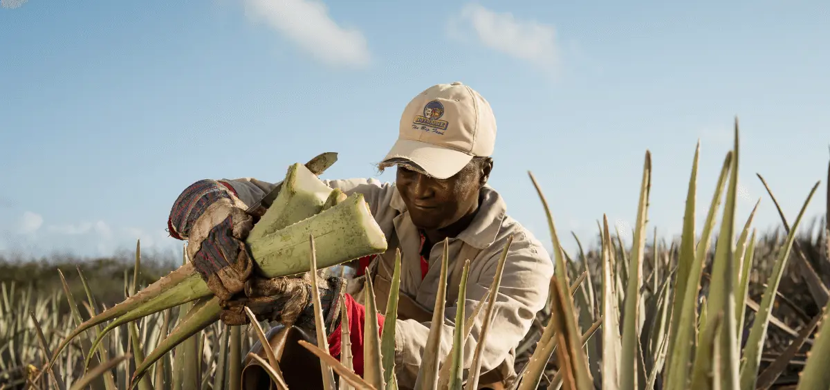 Aloe Vera Farm Curacao in Curacao | Tour, Shop and Workshop