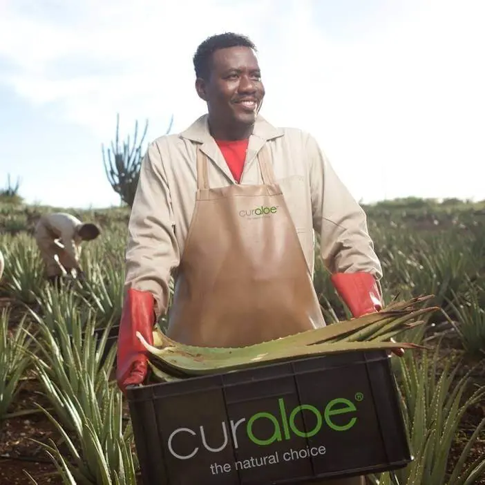 Aloe Vera Farm Curacao - My Curacao Guide