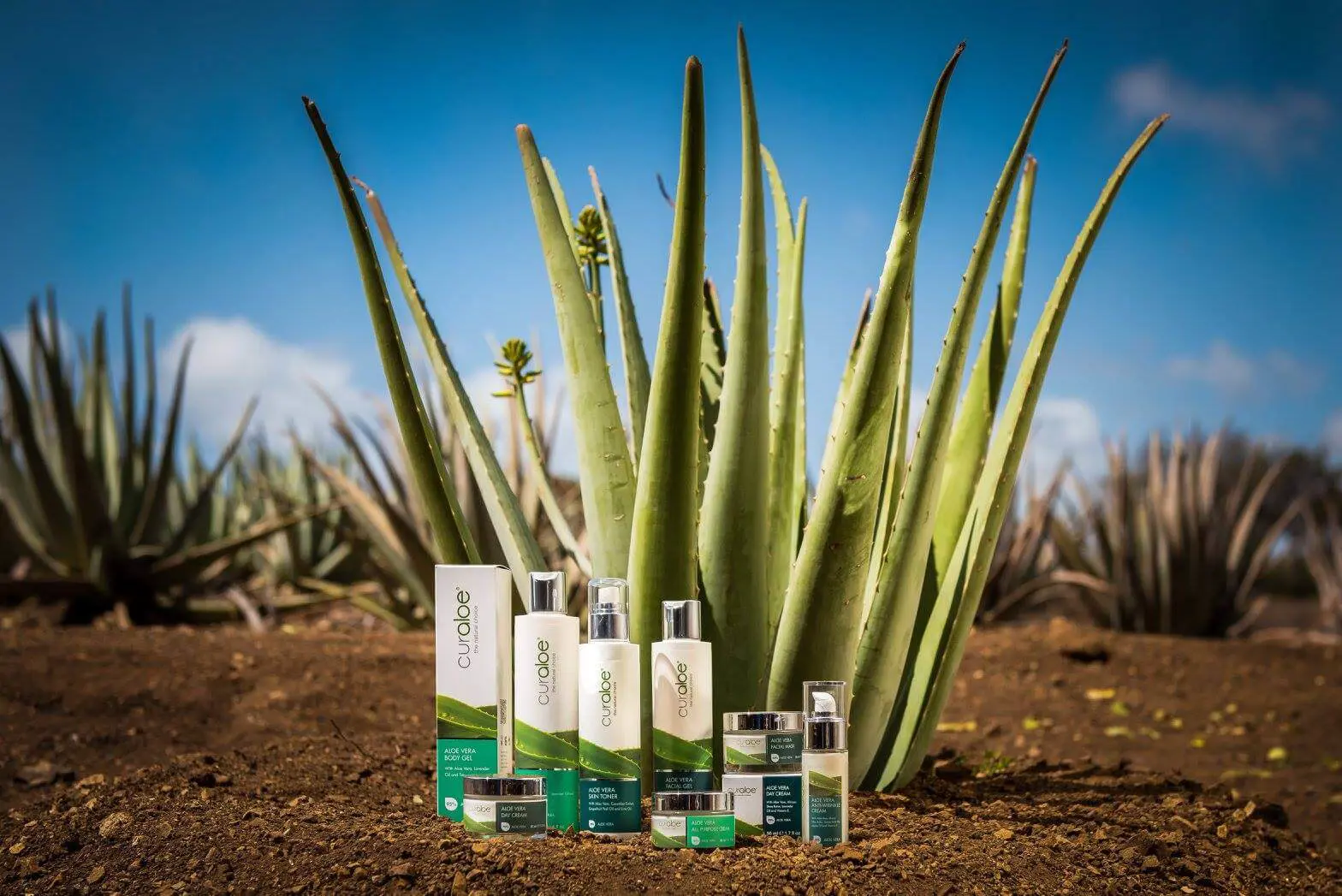 Aloe Vera Farm Curacao - My Curacao Guide