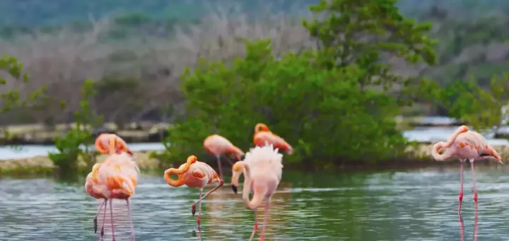 Your guide on Curacao: Tours, Info, Blogs, Videos, Magazine | My ...